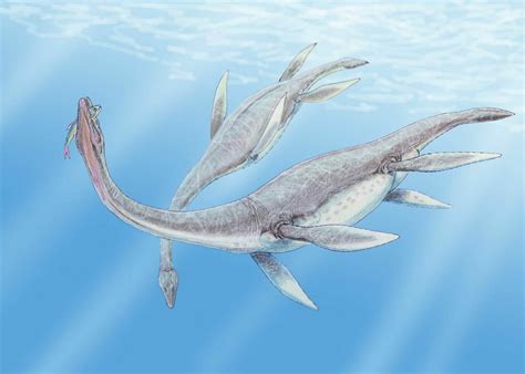 155 Fossil Plesiosaur Zarafasaura Tooth Morocco 297970 For