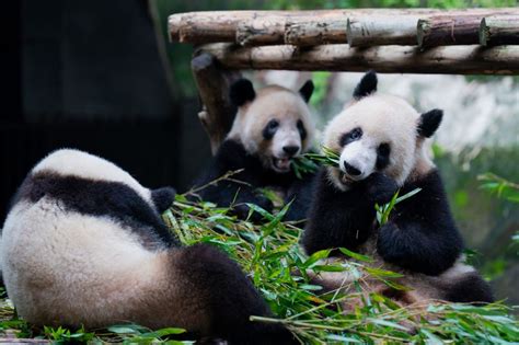 John Catsimatidis Trying To Get China To Loan Pandas To Nyc