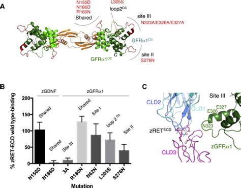 Mutational Analysis Identifies A Crucial Ret Binding Hotspot Within