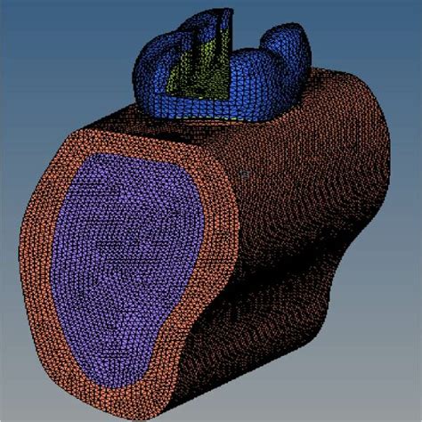 A Mandibular Bone With Molar Section B Prepared Cavity C Download Scientific Diagram