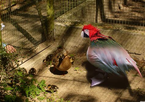 Picuo Contest Pictures Made With Photoshop Image Page 1