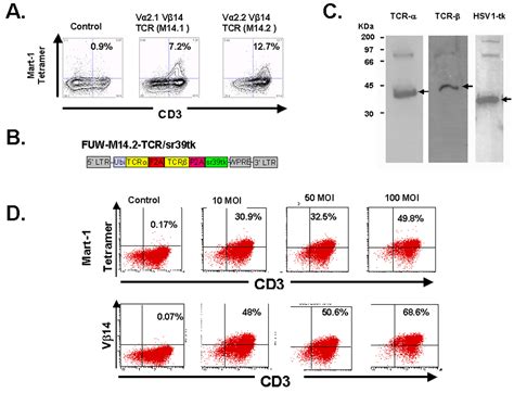Cd4 Cd25− T Cells Transduced To Express Mhc Class I Restricted Epitope
