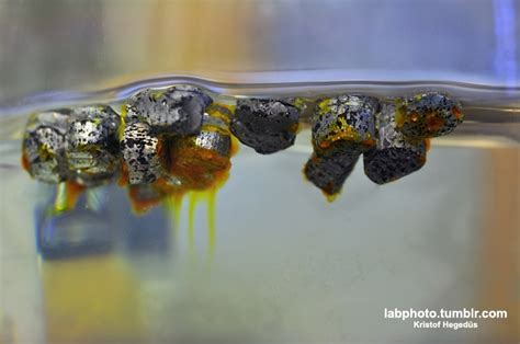 Thue Morse On Tumblr