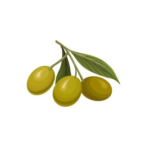 Premium Vector Olive Branch With Three Green Olives Vector Illustration On A White Background