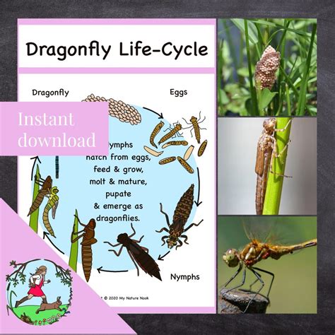 Dragonfly Life Cycle Dragonfly Facts