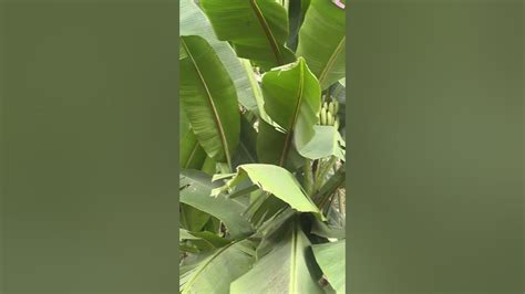 දෙවොල් රත් කෙසෙල් ඇටි කෙසෙල් අහල තිබුනට දැකල තියනවද Youtube