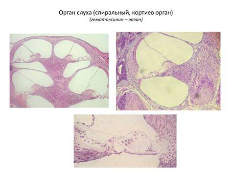 Нервная система органы чувств эндокринная система презентация онлайн