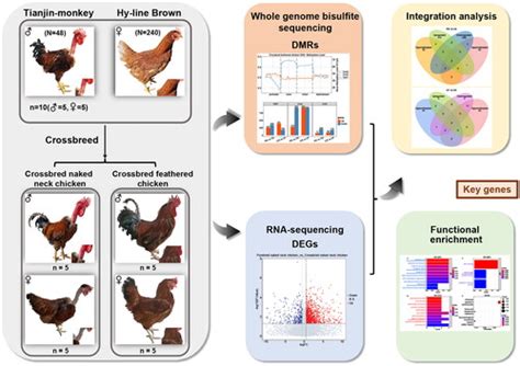 Full Article Methylome And Transcriptome Joint Analyses Identify