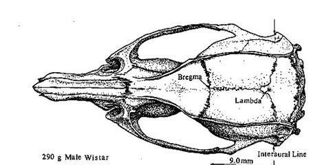 Bregma Skull
