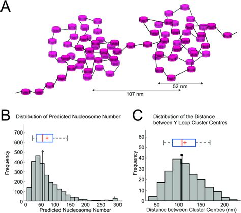 Estimating The Number Of Nucleosomes In The Y Loop Clusters A Download Scientific Diagram