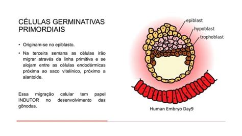 Aula Ginecologia 1pptx
