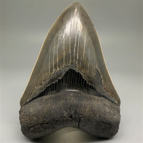 Authentic 4 Megalodon Shark Teeth Collection Megalodon Teeth