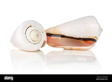Group Of Two Whole Mollusc Shell Ivory Conic Isolated On White