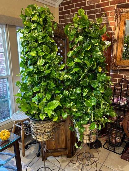 Premium Collection Of Golden Pothos In Trellis Eureka Farms Golden Pothos Pothos Plant