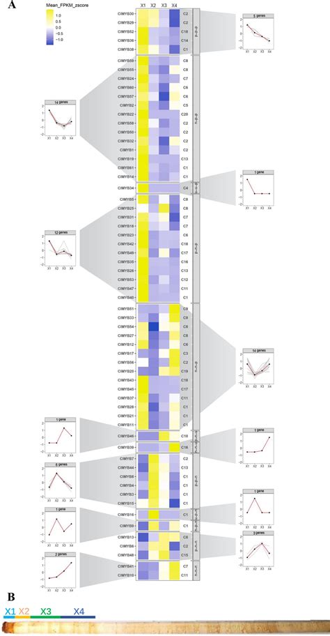Heatmap Of The Rnaseq Transcript Abundance Pattern Of The 61 Myb