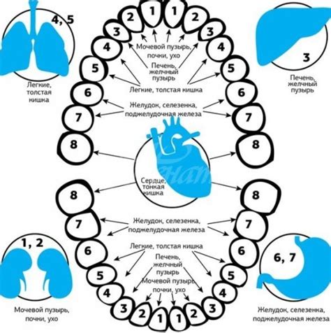 Връзката на зъбите с органите и системите в тялото 1 и 2 зъб бъбреци уретера За Жената