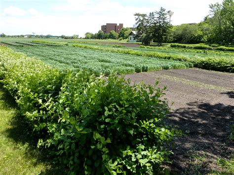 Cereal Rust Image Gallery USDA ARS