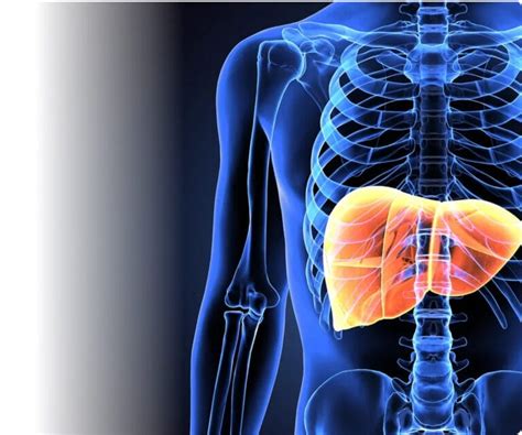 Understanding Fibroscan — The Modern Approach To Liver Health Assessment