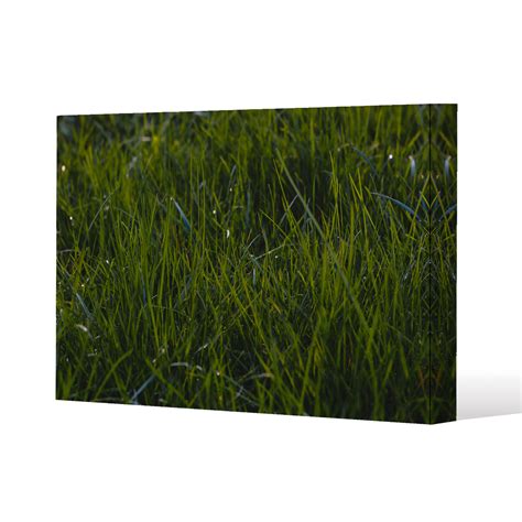 Fresh Green Grass Background Natural Grass Canvas Print