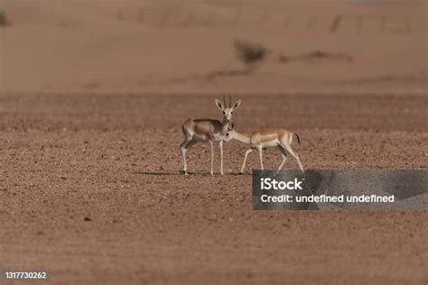 두바이 아라비아 사막의 가젤 아랍 에미리트 연방 이 장엄한 생물은 보호 종이며 Uae의 상징을 나타냅니다 0명에 대한 스톡 사진 및 기타 이미지 Istock