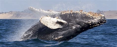 Fast Docker Builds With Caching Not Only For Python Towards Data Science