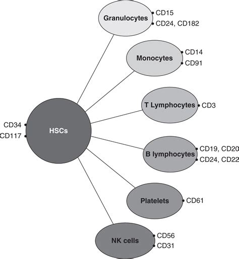 Hematopoiesis Chart