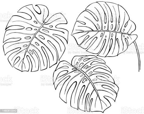 손으로 그린 잉크 펜 몬스 테라는 흰색 배경에 나뭇잎을 남깁니다 요소 집합입니다 벡터 예시 열대 기후에 대한 스톡 벡터 아트 및 기타 이미지 Istock