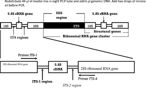Figposiion Of Conserved Genes In Fungal Genome Download Scientific