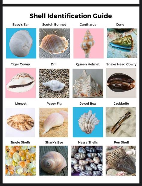 Seashell Identification Guide