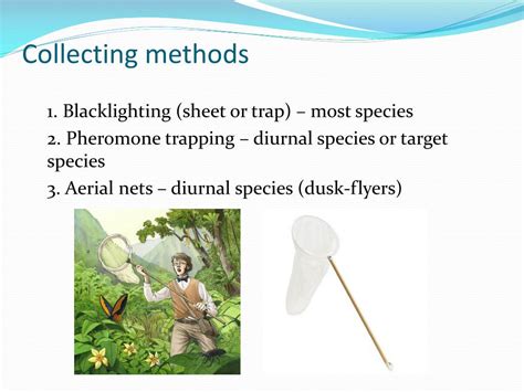 Ppt Collecting And Preparing Microlepidoptera Powerpoint Presentation
