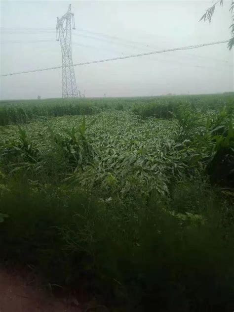 三農 颱風要來了玉米倒伏怎麼辦怎樣減少損失 每日頭條