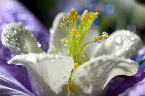 Useful Composition Tips For Aspiring Macro Photographers Picturecorrect