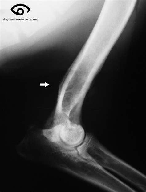 Osteosarcoma Imagen En Rx Diagnóstico Veterinario