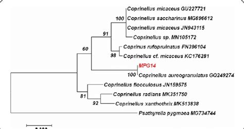Phylogeny Tree Was Constructed Based On Maximum Likelihood Ml Method