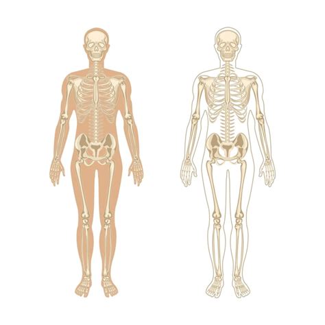 Premium Vector 人類骨架解剖平面插圖