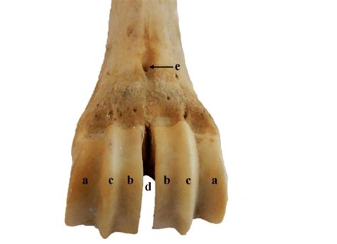 Distal View Of The Large Metacarpal Showing Abaxial Articular Area A Download Scientific