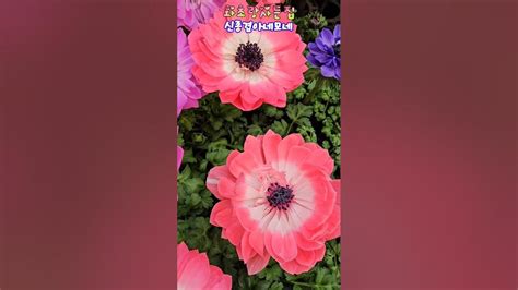 희순야생화 신종겹아네모네팬지 Youtube