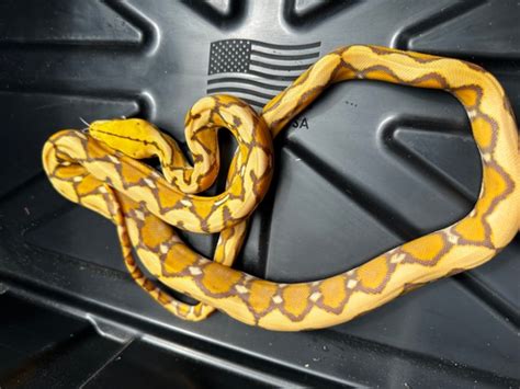 Orange Glow Sun Het Purple Reticulated Python By Chaotic Creatures Llc Orange Glow Sun Het Purple Reticulated Python By Chaotic Creatures Llc