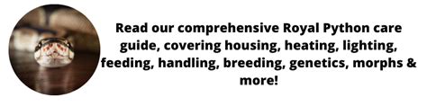 Royal Python Normal Het Clown CB24 M Reptile Cymru