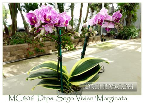 Phal Sogo Vivien Marginata Jc Aos Sogo Al Ice X Zuma Pixie
