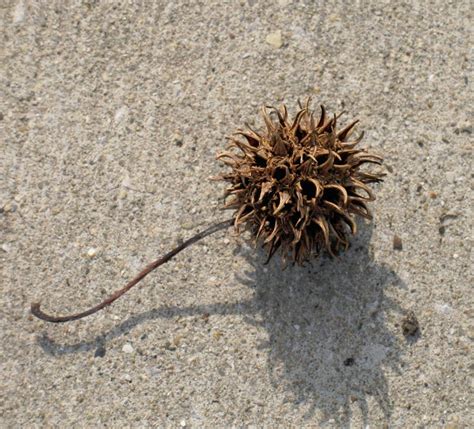 10000 Things That Make Me Happy Cold Pricklies Aka Poky Balls