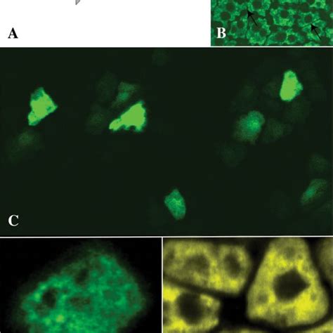 Morphological Structure Of Soybean Aleurone Layer A Mature Cotyledon Download Scientific