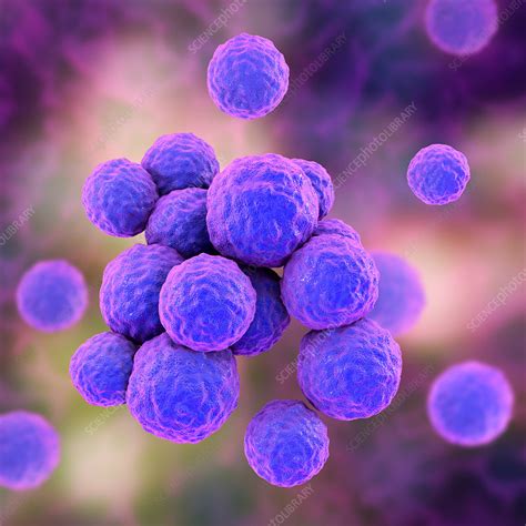 Mrsa Bacteria Artwork Stock Image F018 3342 Science Photo Library