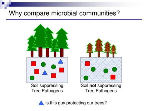 PPT UniFrac Comparing Microbial Communities PowerPoint Presentation ID 2748412