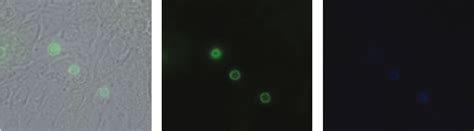 Fluorescence Microscopy To Determine Adherent And Internalized