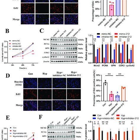 Mir 212 3p Inhibitor Attenuates The Inhibition Of Cell Cycle