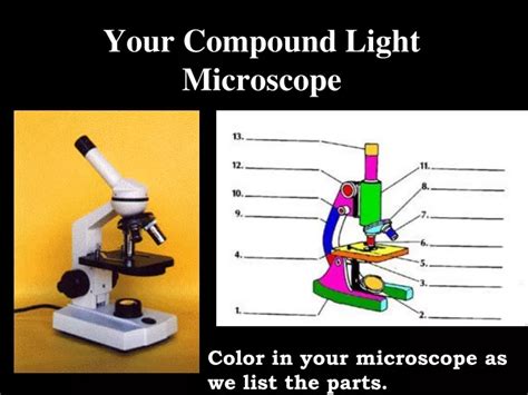 Compound Light Microscope Parts And Functions Ppt Shelly Lighting