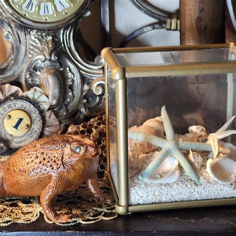 Sea Shell Display Etsy