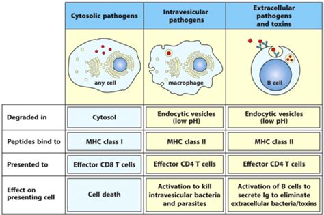 Topic 3 The Mhc Flashcards Quizlet