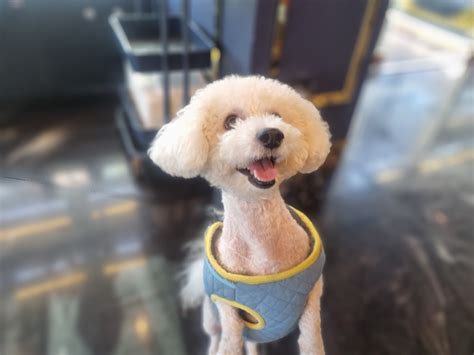 비숑프리제 몽실이 포메라니안종류 말티즈종류 말티푸종류 푸들종류 먼치킨종류 랙돌종류 브리티쉬숏헤어종류 스코티쉬폴드종류 러시안블루종류 소형견성격 중형견성격 대형견성격 비숑프리제